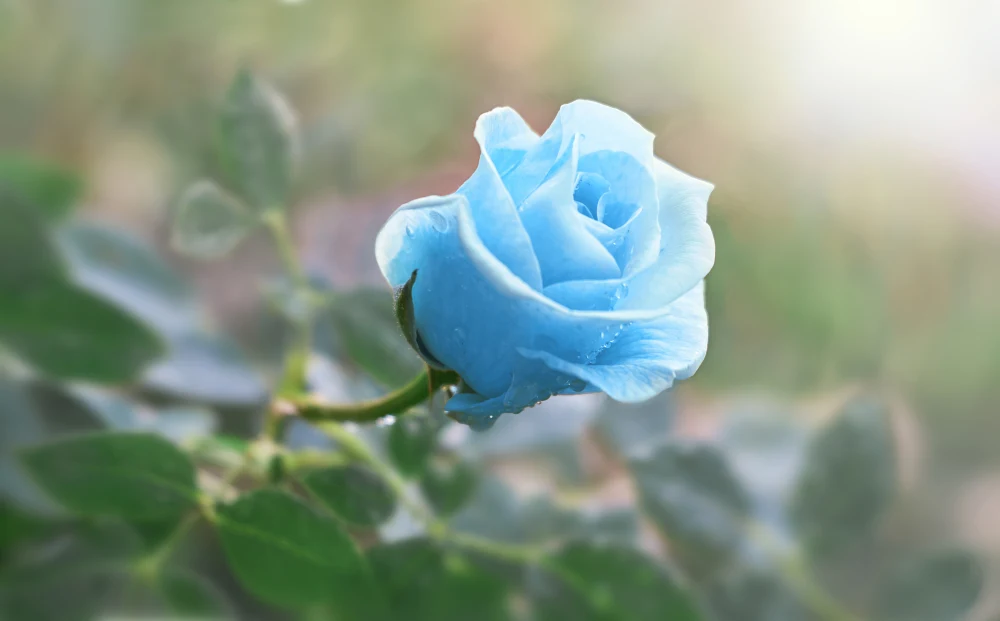 25 Interesting Facts About Roses - Interflora India Blog - Flowers ...