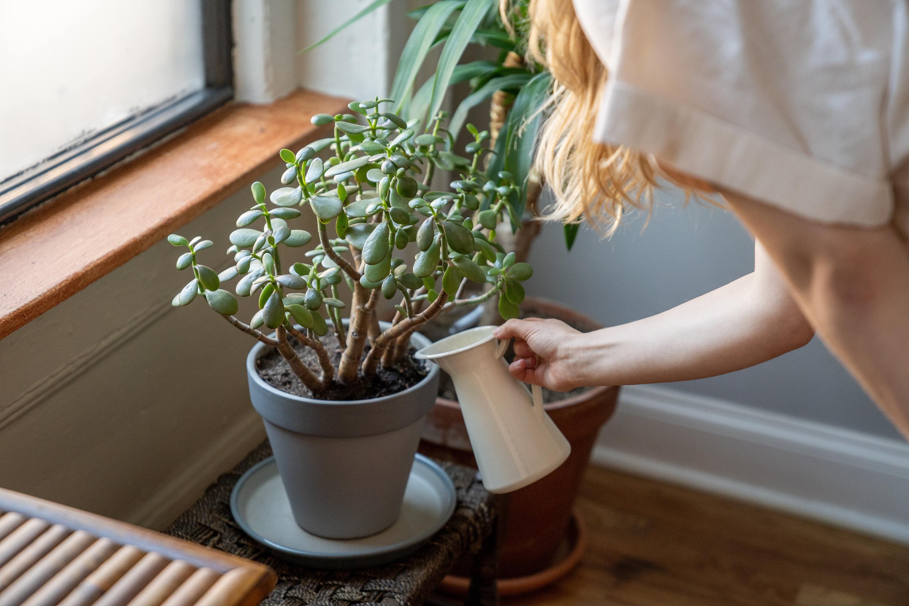 Large Indoor Plants that are Easy to Maintain - Interflora India ...