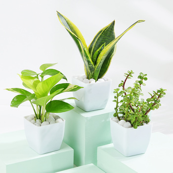 Unique Plant Gifts for Every Personality | Perfect Greenery Gifts Online